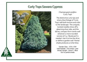 Chamaecyparis pisifera ‘Curly Tops’