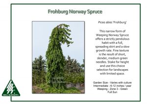 Picea abies ‘Frohburg’