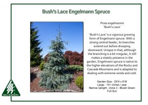 Picea engelmannii ‘Bush’s Lace’