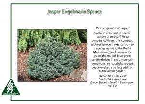 Picea engelmannii ‘Jasper’