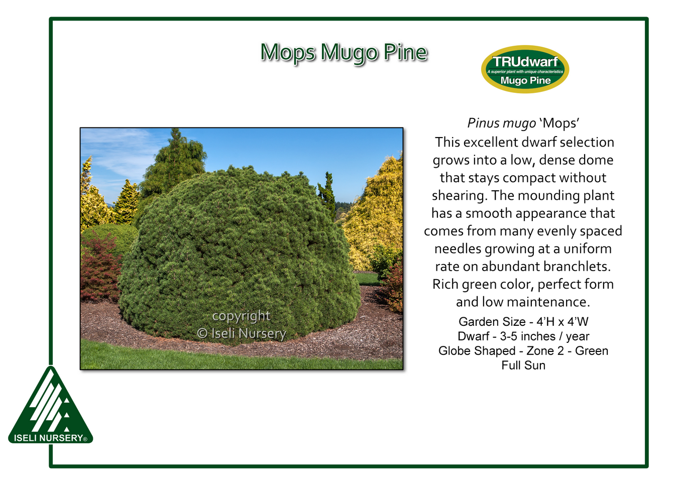 Pinus mugo ‘Mops’ - Iseli Nursery