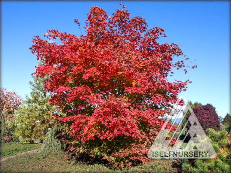 Jack Frost® Collection - Iseli Nursery