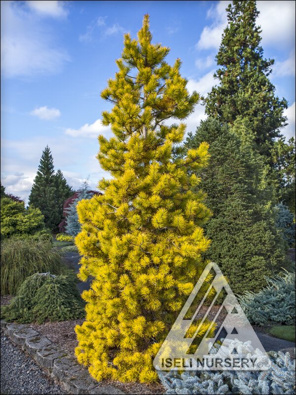 Pinus (Pine)
