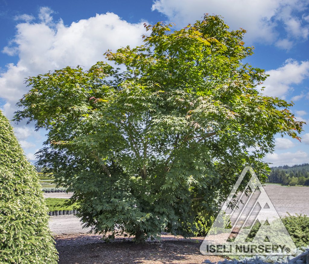 Acer x pseudosieboldianum Arctic Jade® (‘IsIAJ’)