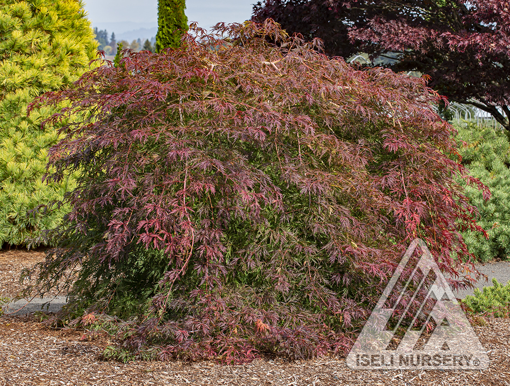 Acer x pseudosieboldianum Ice Dragon® (‘IslID’) - Iseli Nursery