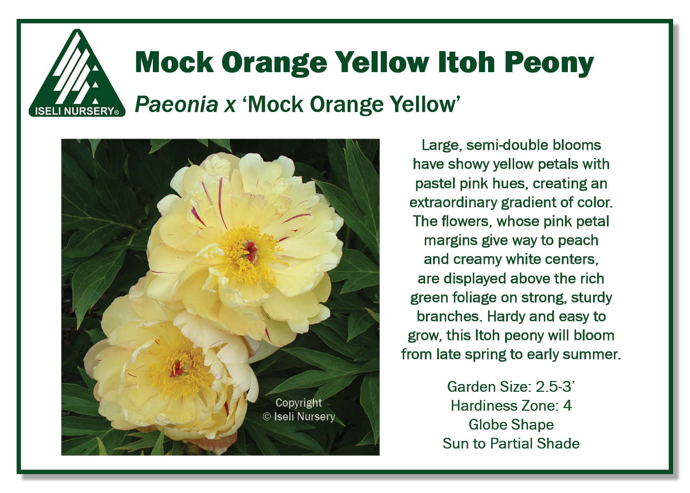Paeonia x ‘Mock Orange Yellow’