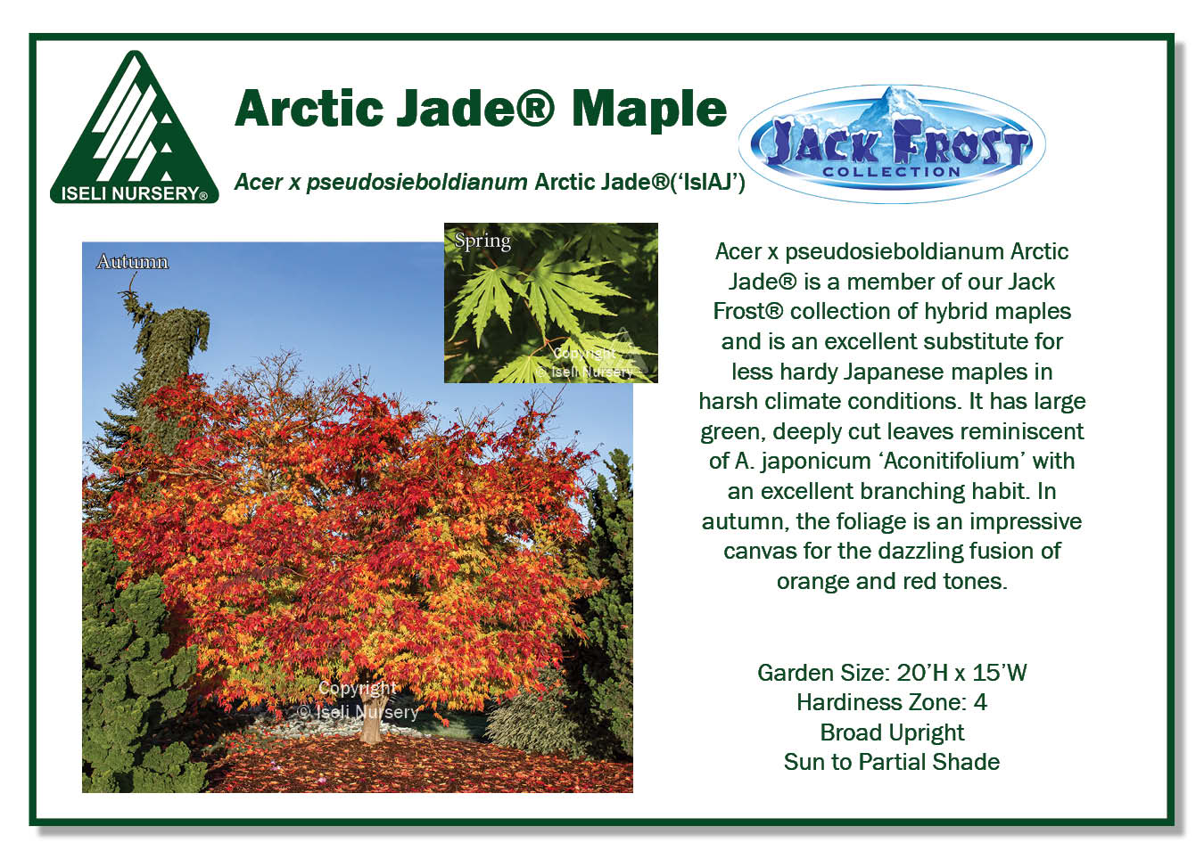 Acer x pseudosieboldianum Arctic Jade® (‘IsIAJ’)