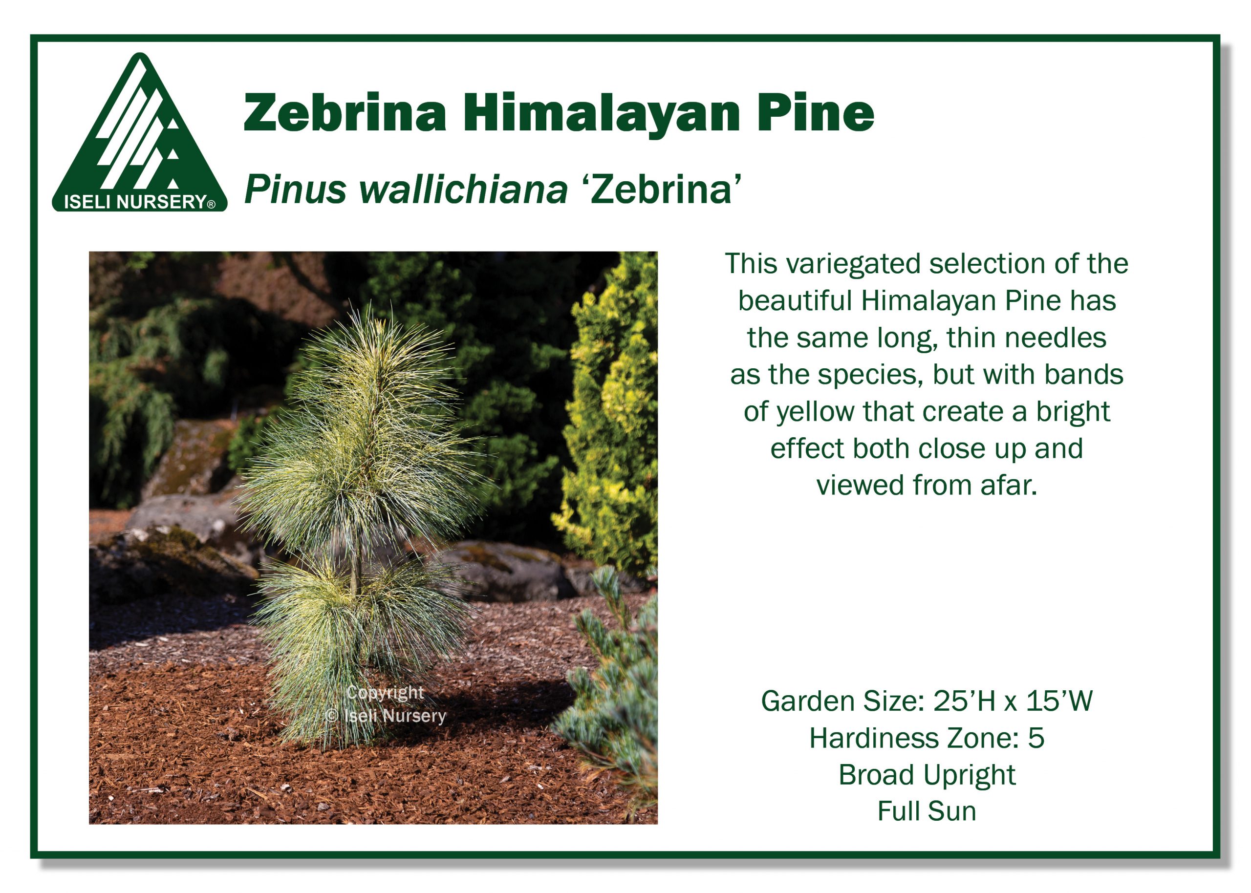 Pinus wallichiana ‘Zebrina’