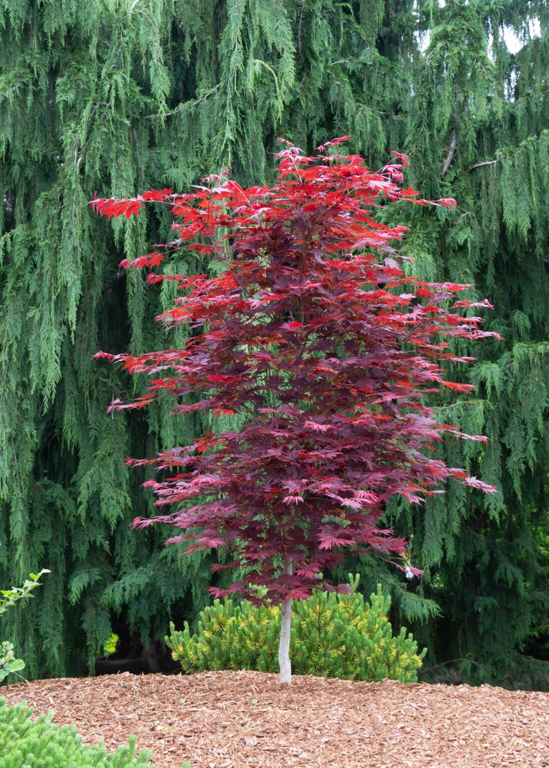 Acer x pseudosieboldianum Alpenglow® (‘INAG-E61’ PP35,081) - Iseli Nursery
