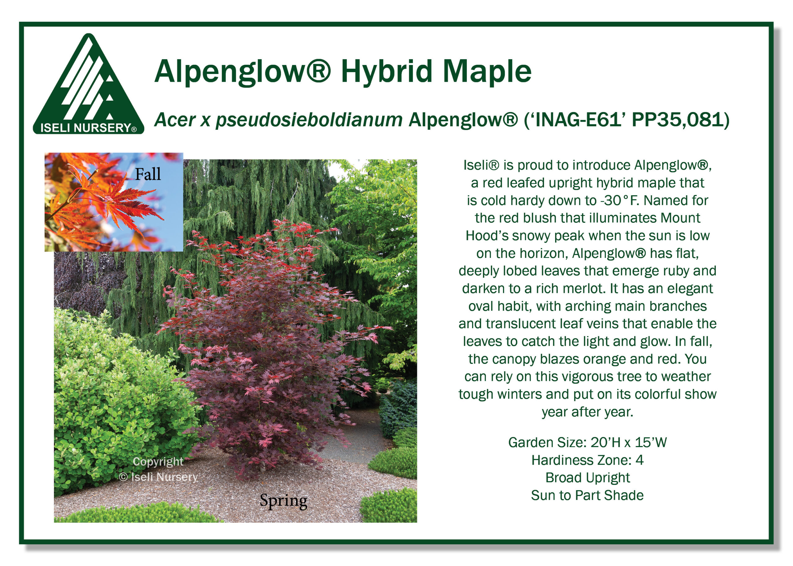 Acer x pseudosieboldianum Alpenglow® (‘INAG-E61’ PP35,081) - Iseli Nursery