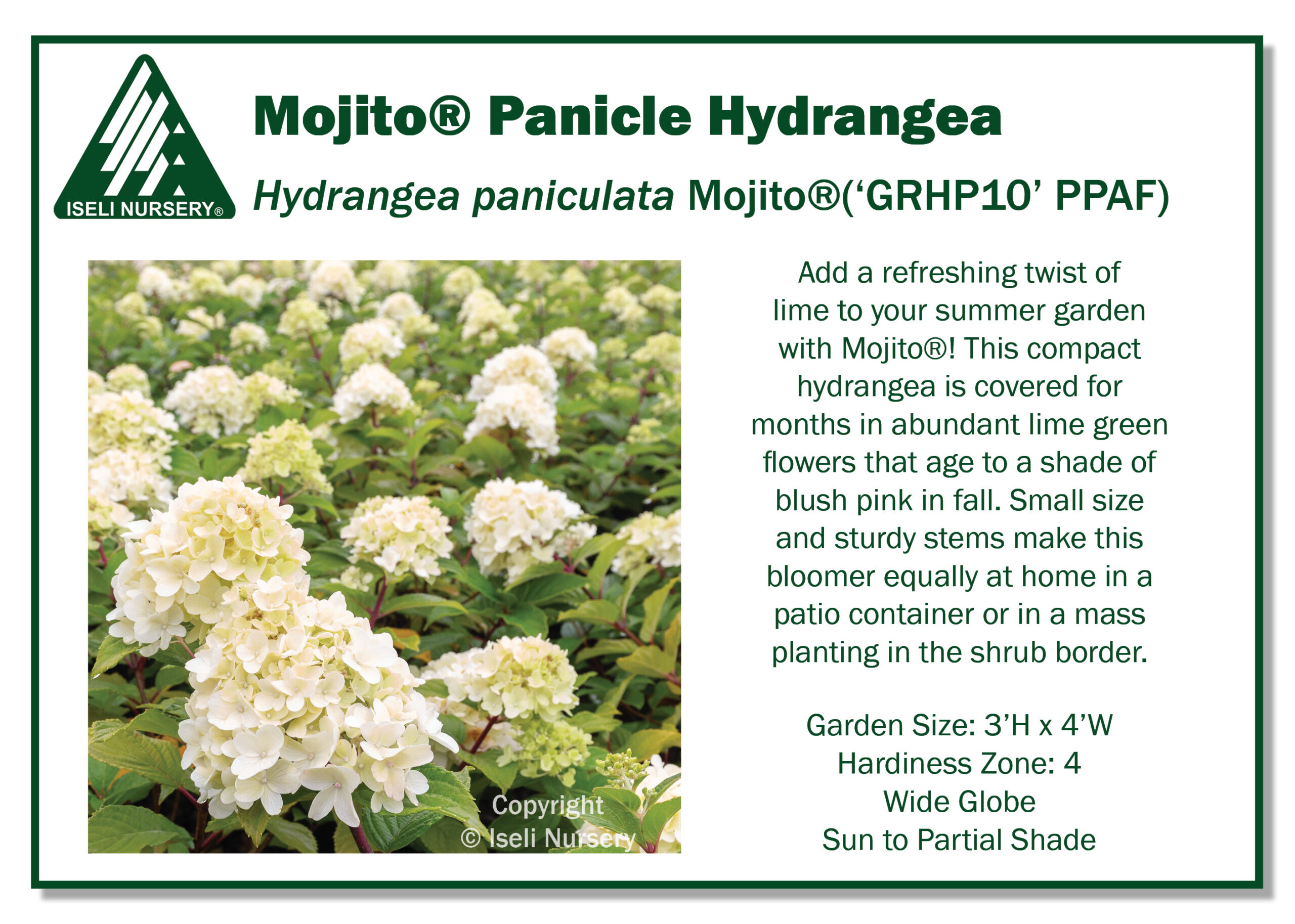 Hydrangea paniculata Mojito®(‘GRHP10’ PPAF)