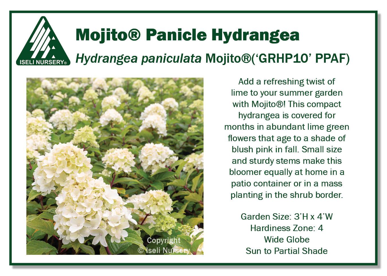 Hydrangea paniculata Mojito®(‘GRHP10’ PPAF)